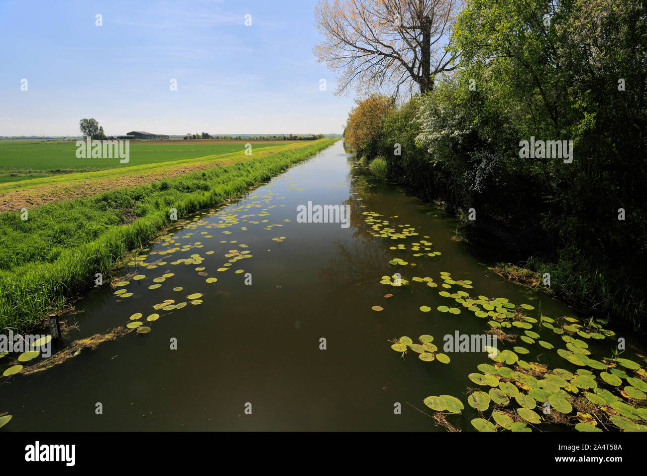 Summer view over the Great Raveley Drain, Woodwalton Fen SSSI nature ...