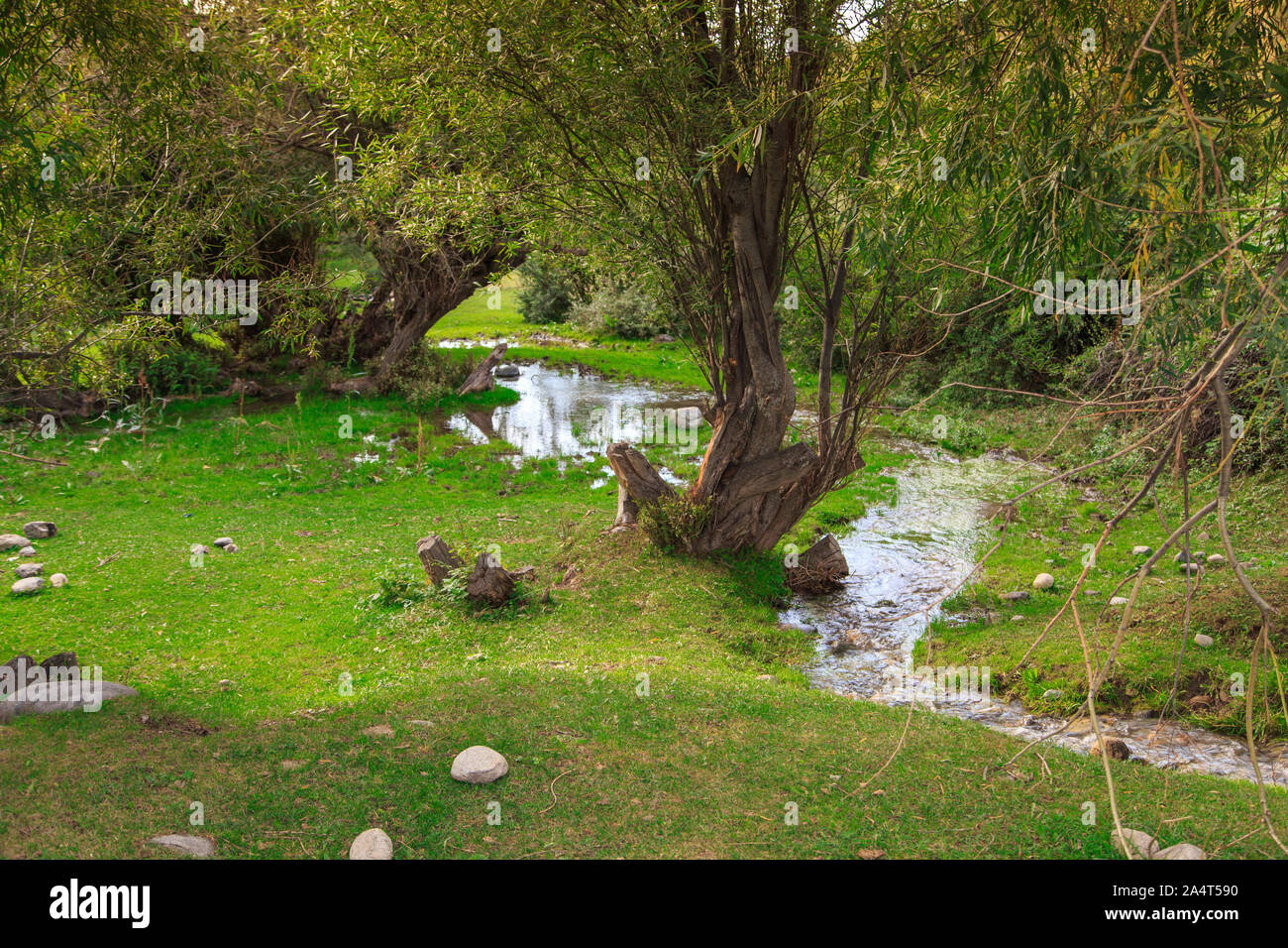 A stream under a sprawling tree. Summer landscape Stock Photo - Alamy