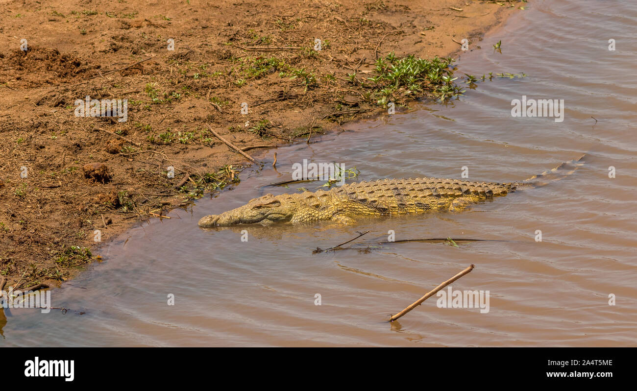 A crocodile lies hidden in the shallow water of the Luvuvhu river in ...