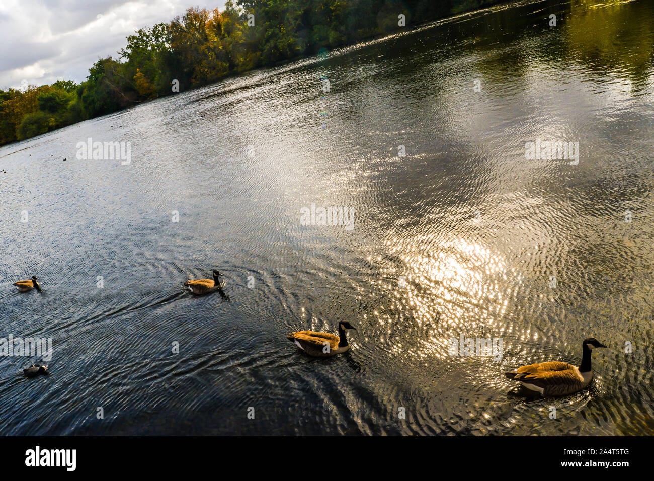 Four young ducks hi-res stock photography and images - Alamy
