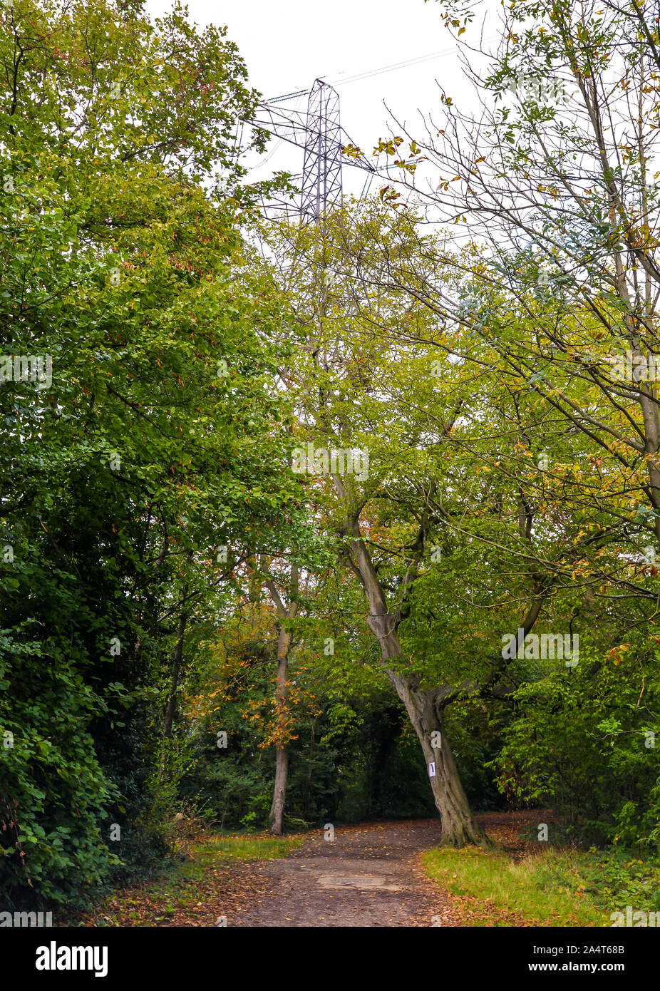A electrical tower poking above the trees in Wanstead Park Stock Photo ...