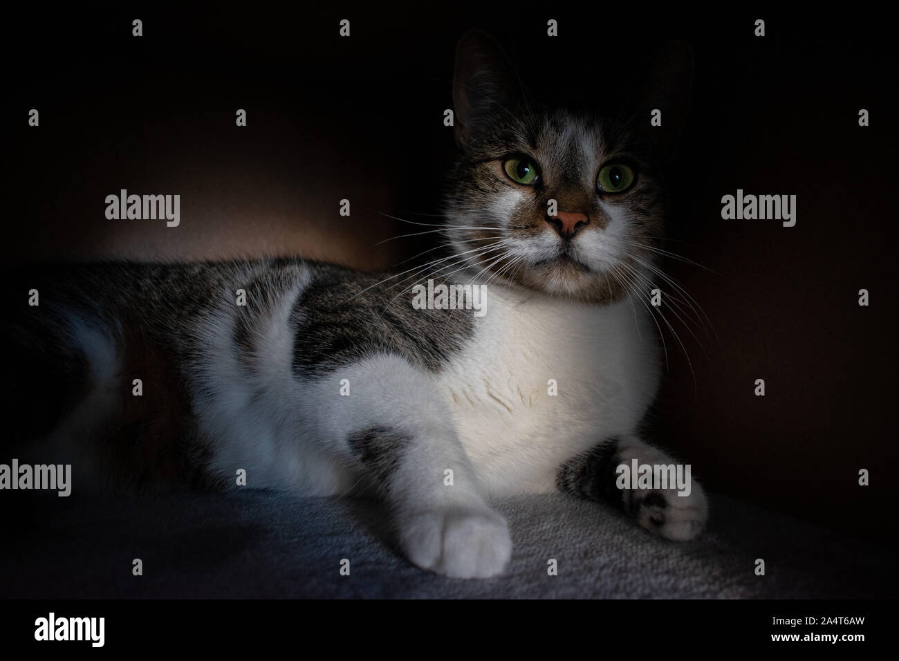 Cute cat looking at camera Stock Photo - Alamy