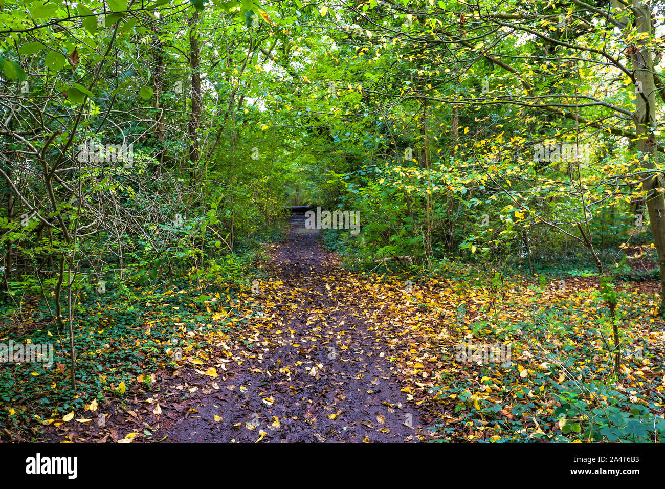 An small pathway through the trees in Wanstead Park Stock Photo - Alamy