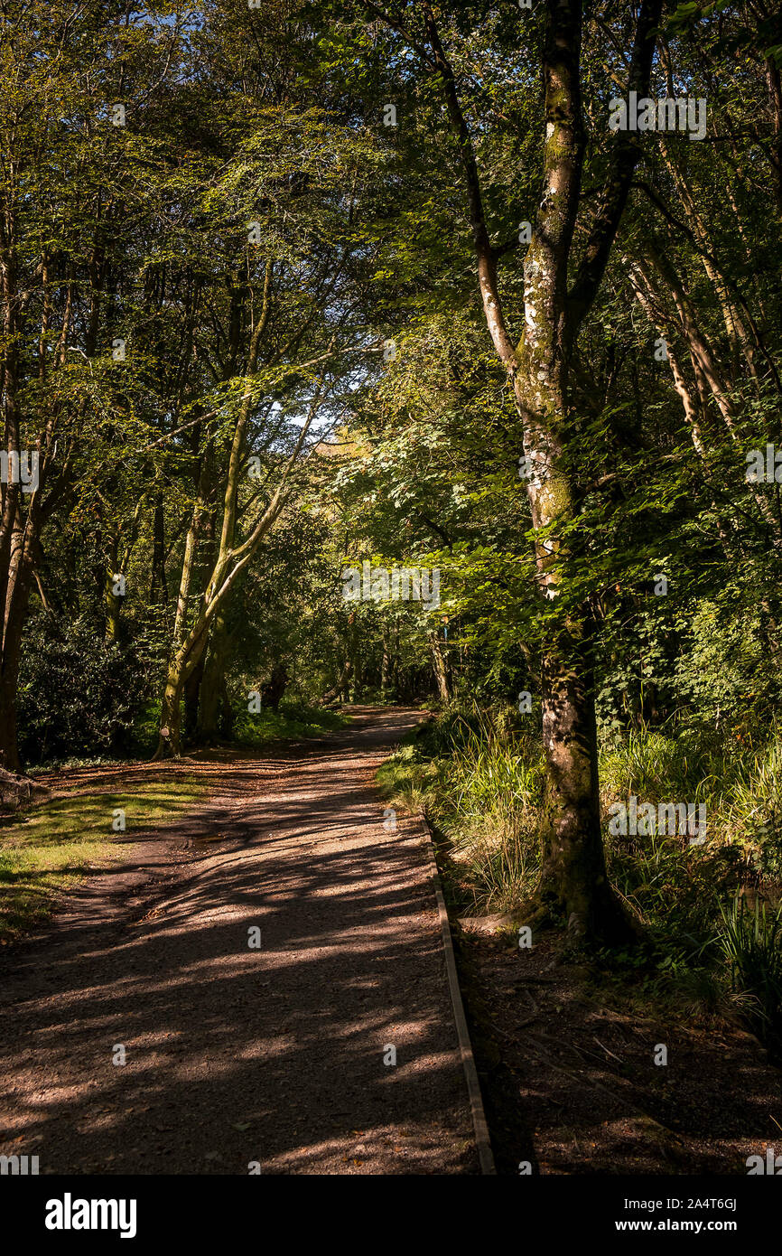 A walking trail in Tehidy Country Park, the largest area of woodland in ...