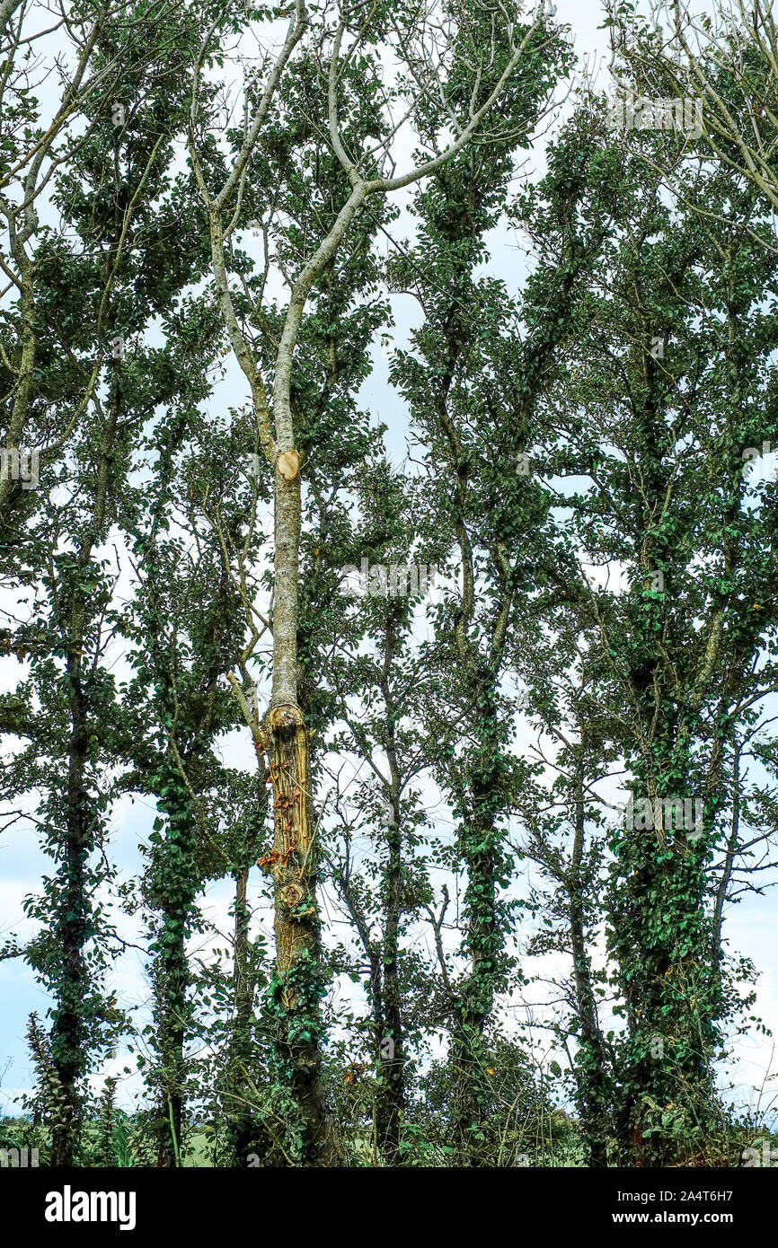 Cornish countryside hi-res stock photography and images - Alamy