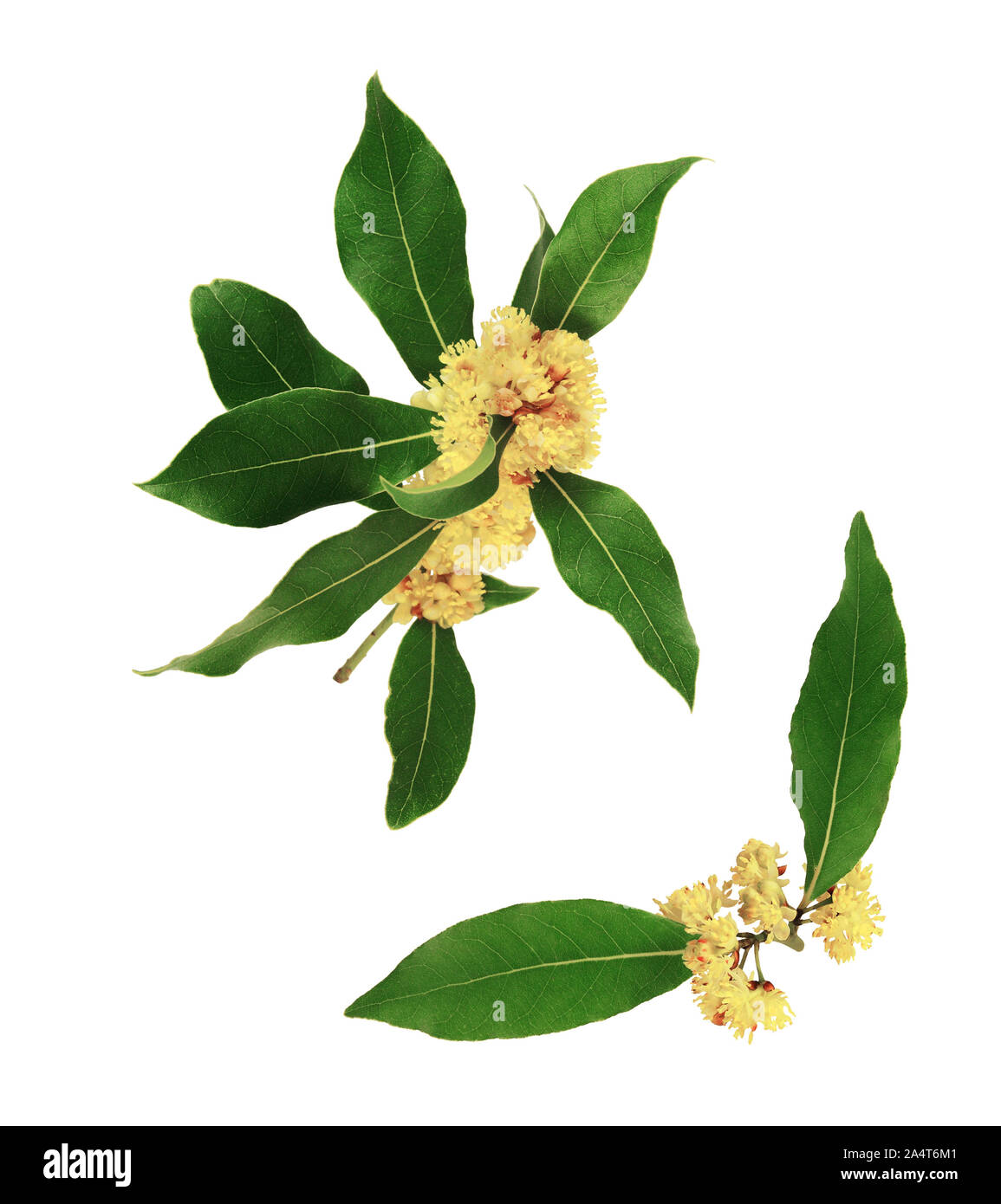 Branches, flowers, fruits and bay leaves. White background Stock Photo ...