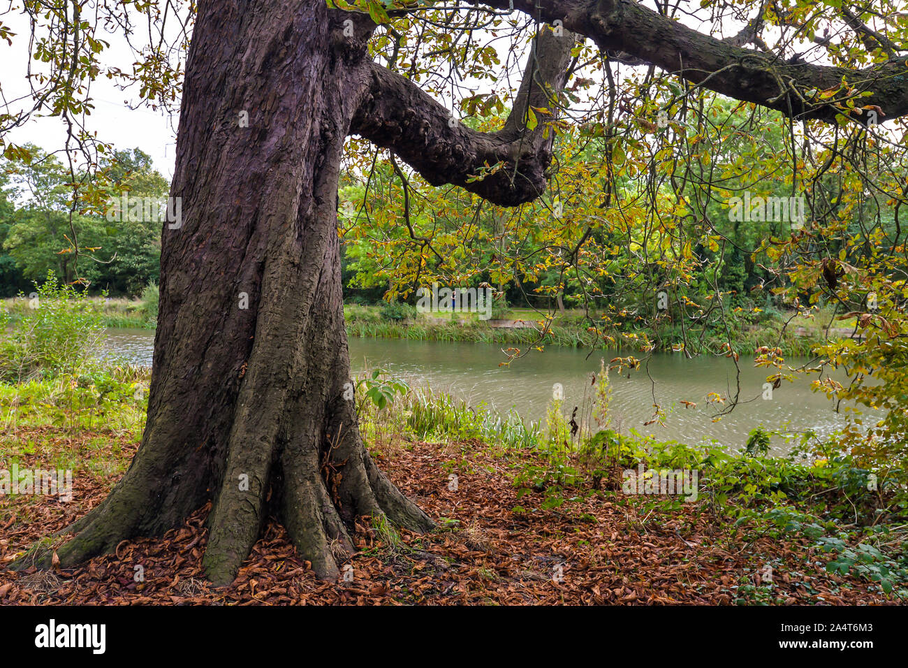 Wanstead park lake hi-res stock photography and images - Alamy