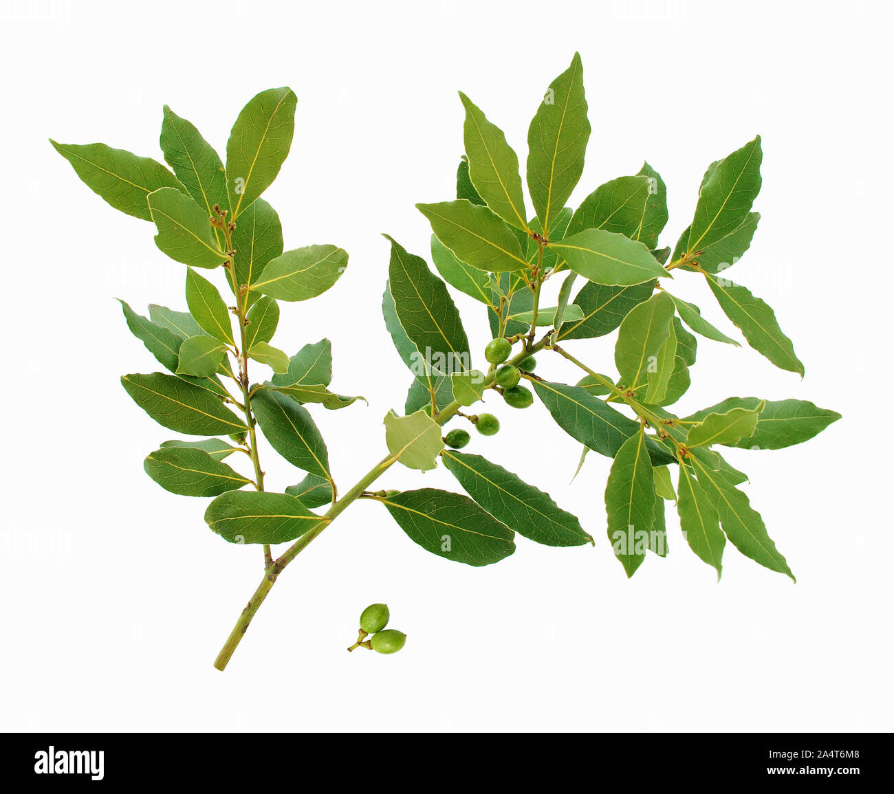 Branches, flowers, fruits and bay leaves. White background Stock Photo ...