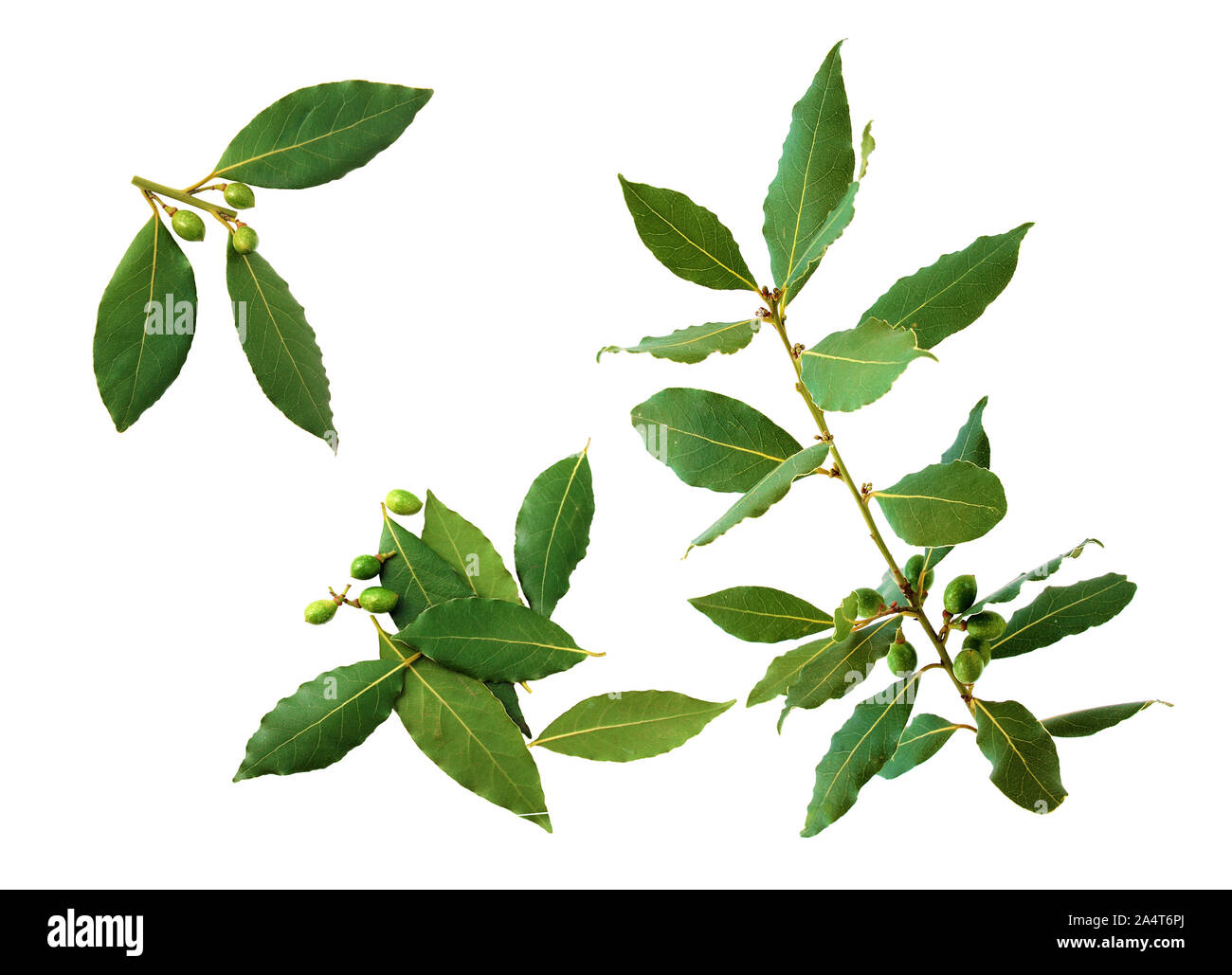 Branches, flowers, fruits and bay leaves. White background Stock Photo ...