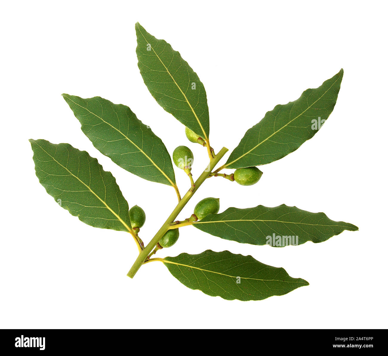 Branches, flowers, fruits and bay leaves. White background Stock Photo ...