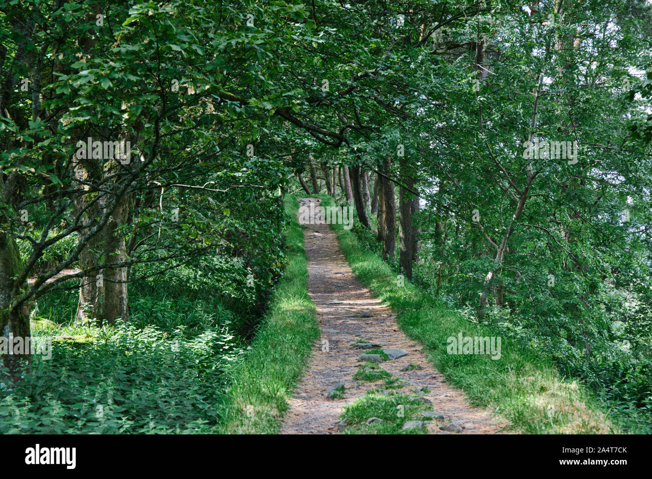 Path track through forest, Northumberland, England Stock Photo - Alamy