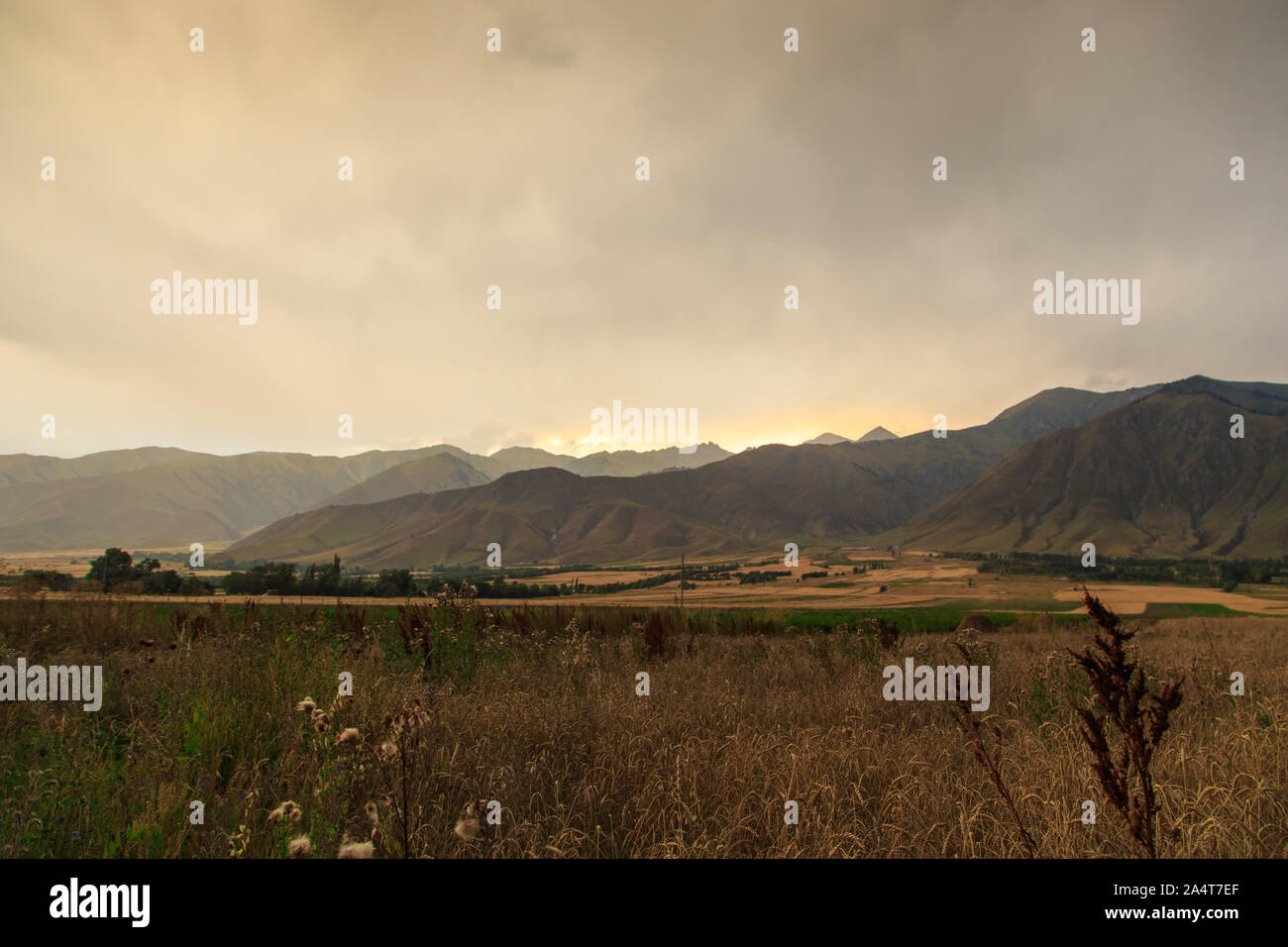 Autumn landscape. A field with growing ears of bread against the ...