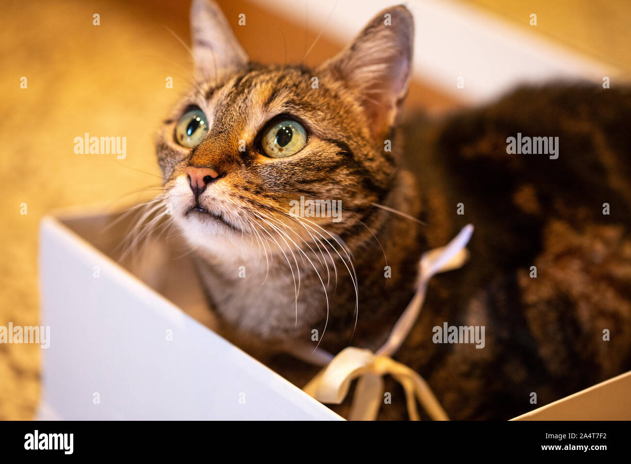Cat inside a box hi-res stock photography and images - Alamy