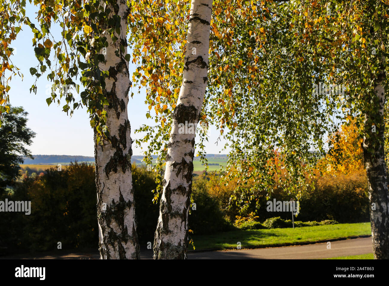 Two birch trees stand hi-res stock photography and images - Alamy
