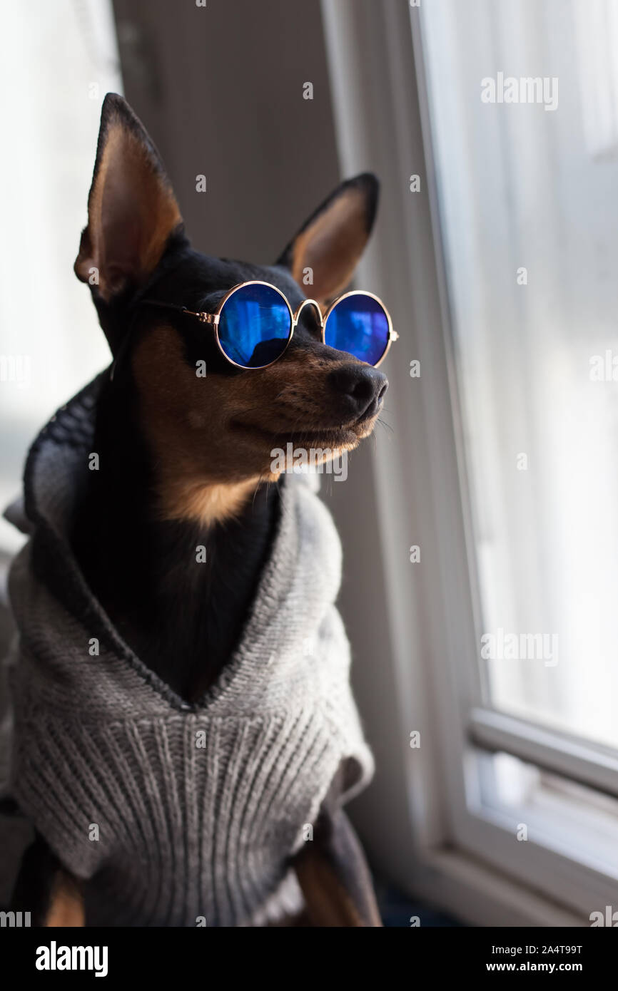 Miniature Pinscher Wearing Sweater & Sunglasses Stock Photo - Alamy