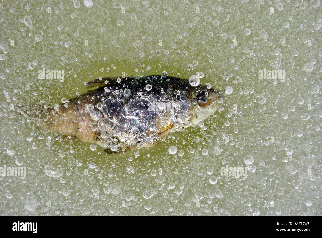 Dead frozen fish in melting ice of the pond, bubbles water texture ...