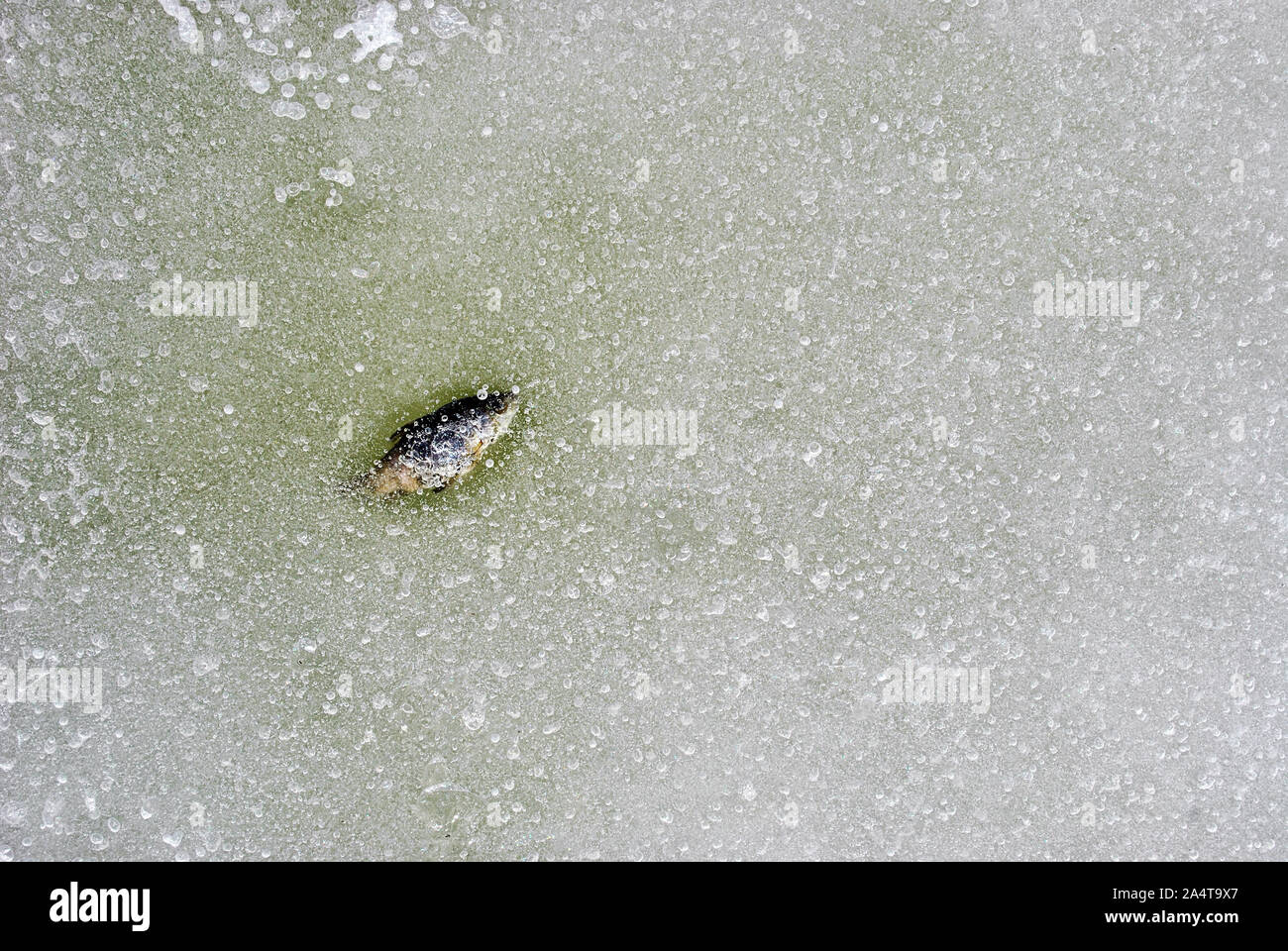 Dead frozen fish in melting ice of the pond, bubbles water texture ...