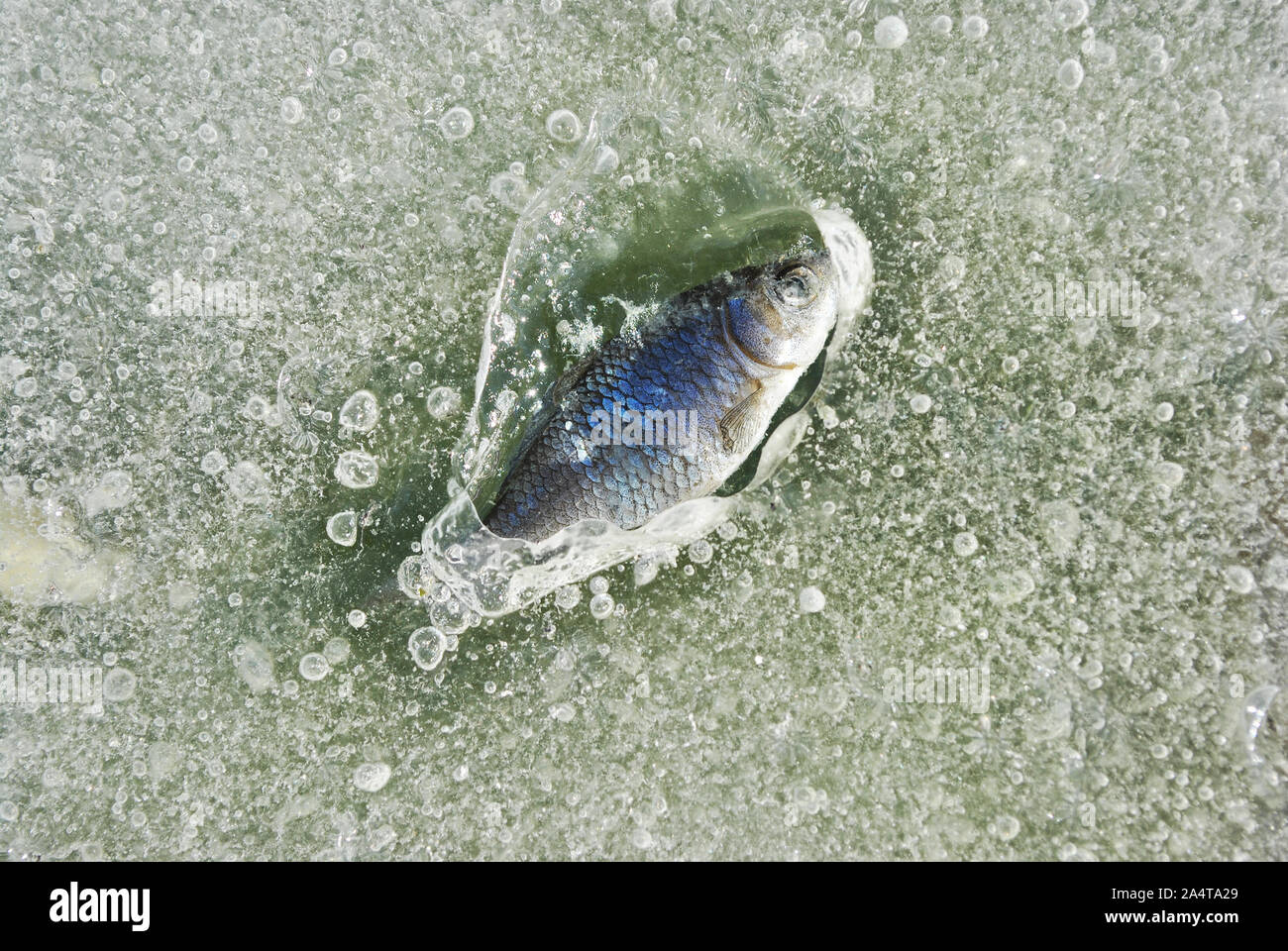 Dead frozen fish in melting ice of the pond, bubbles water texture ...
