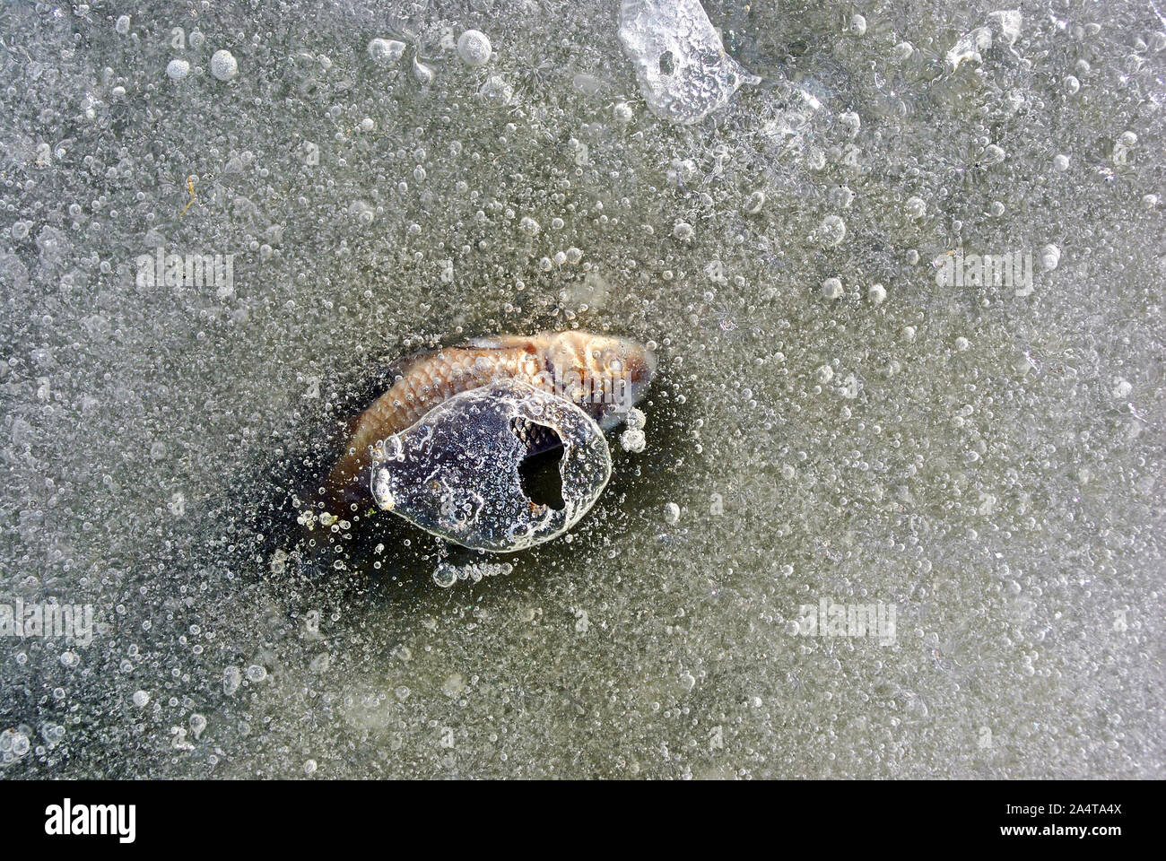 Dead frozen fish in melting ice of the pond, bubbles water texture ...