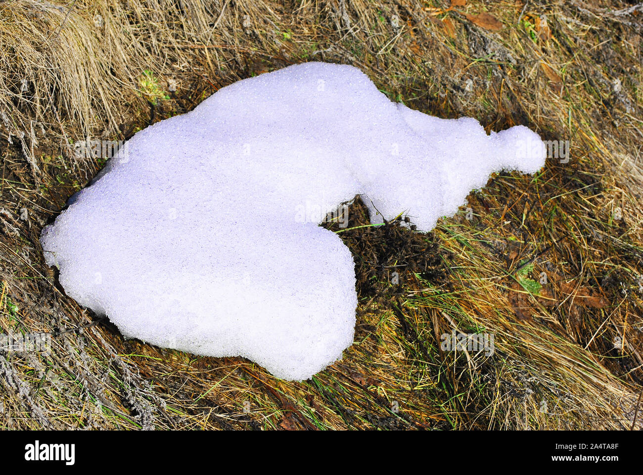 Bright yellow dry grass, melting white snow, background Stock Photo - Alamy
