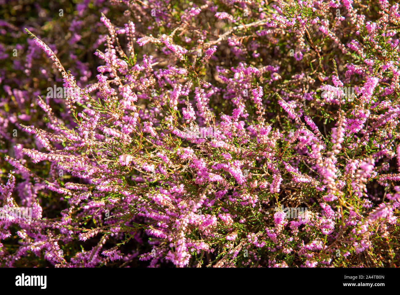 Heather coloured hi-res stock photography and images - Alamy
