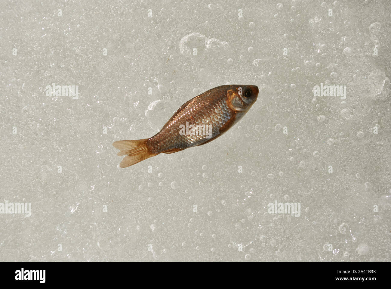 Small fish on melting ice of the pond, bubbles water texture, top view ...