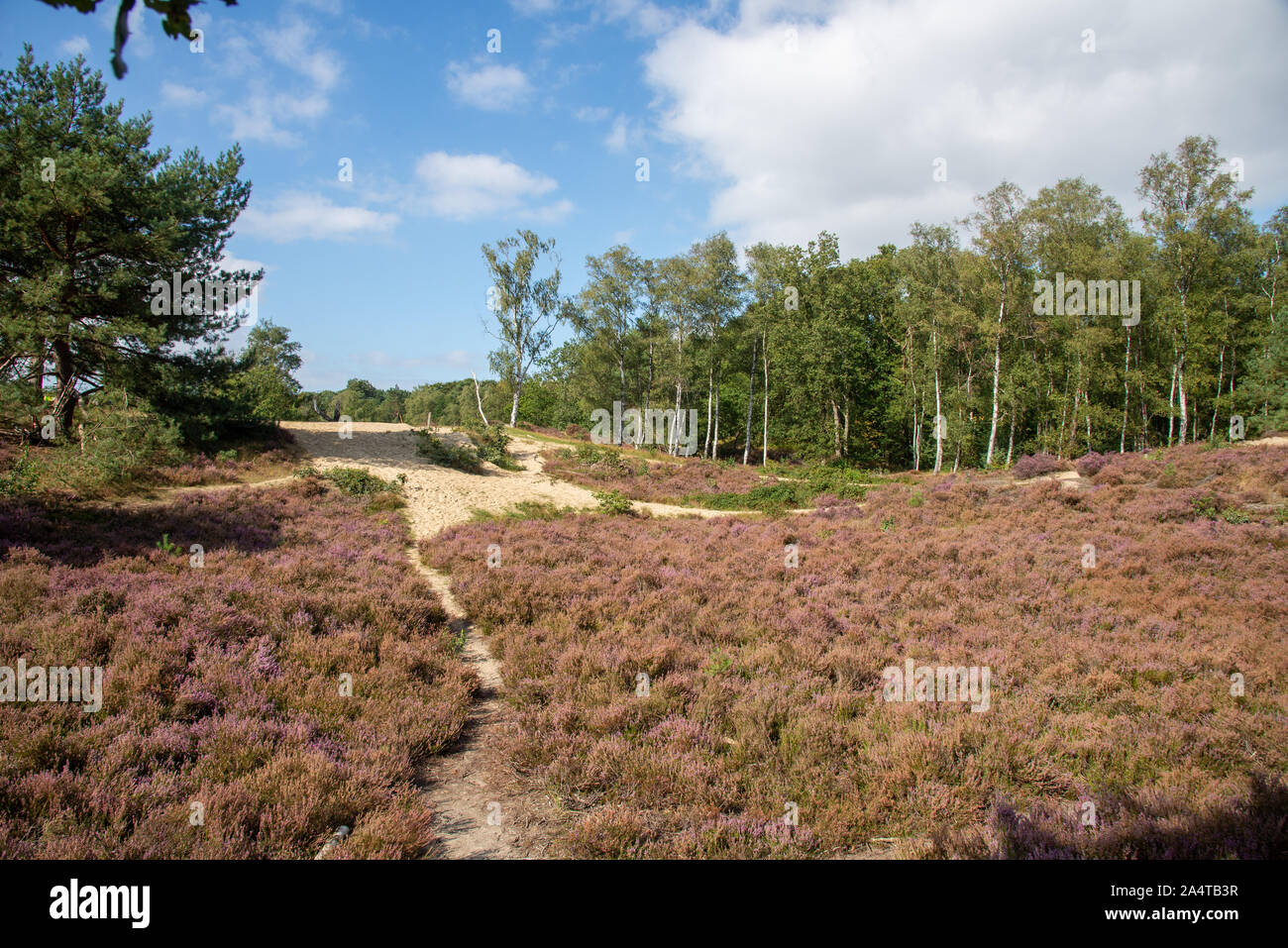 Pink coloured heather at Brabantse Wal in Bergen op Zoom, Holland Stock ...