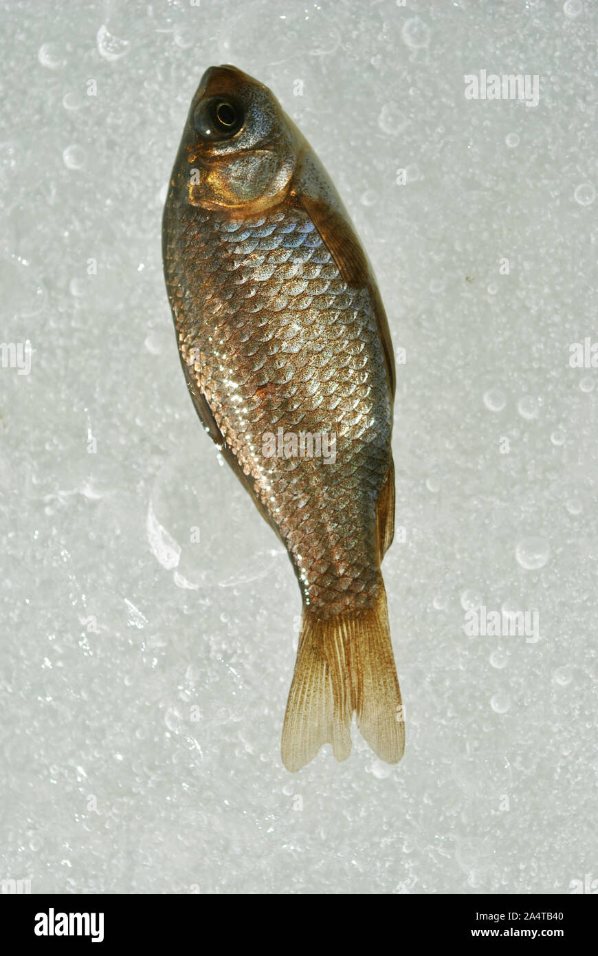 Small fish on melting ice of the pond, bubbles water texture, close up ...