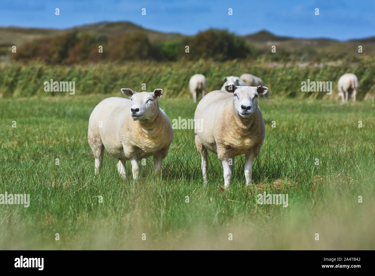 Two white Texel sheep, a heavily muscled breed of domestic sheep from ...