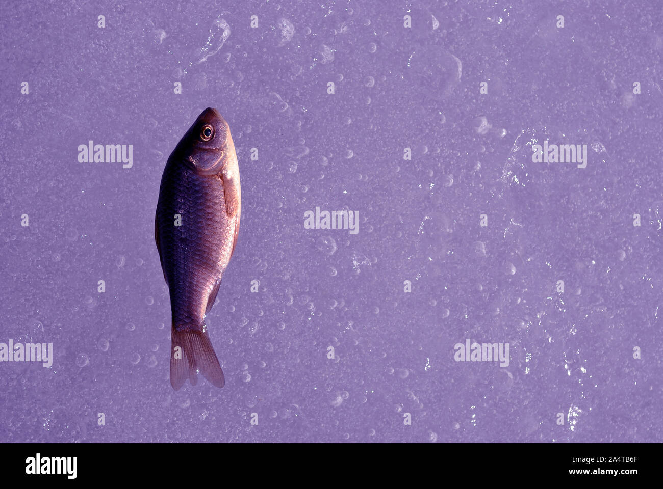 Small fish on melting ice of the pond, bubbles water texture horizontal ...