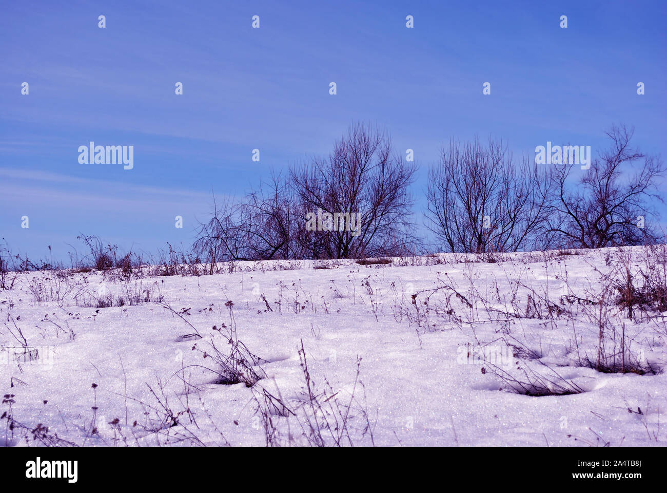 Line of trees along hill covered with snow on the background of blue ...