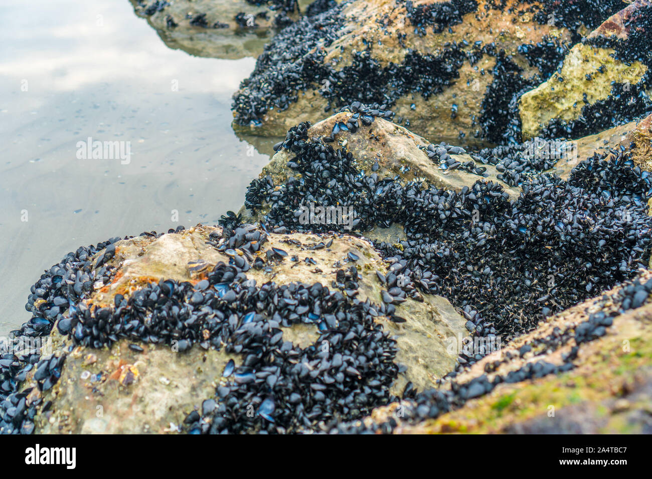 Mussel cluster hi-res stock photography and images - Alamy