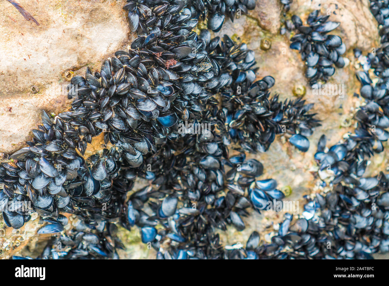 Mussel cluster beach hi-res stock photography and images - Alamy