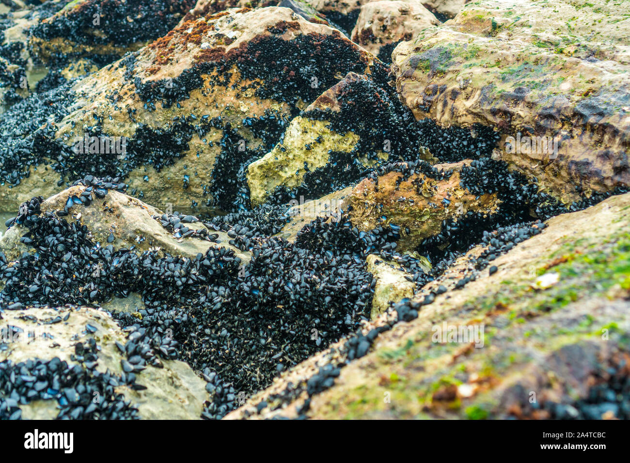 Mussels beach plant hi-res stock photography and images - Alamy
