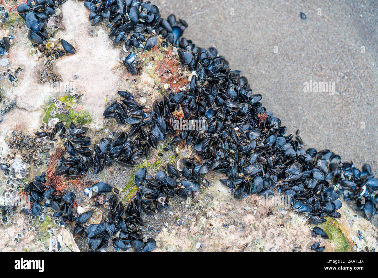 Mussels beach plant hi-res stock photography and images - Alamy