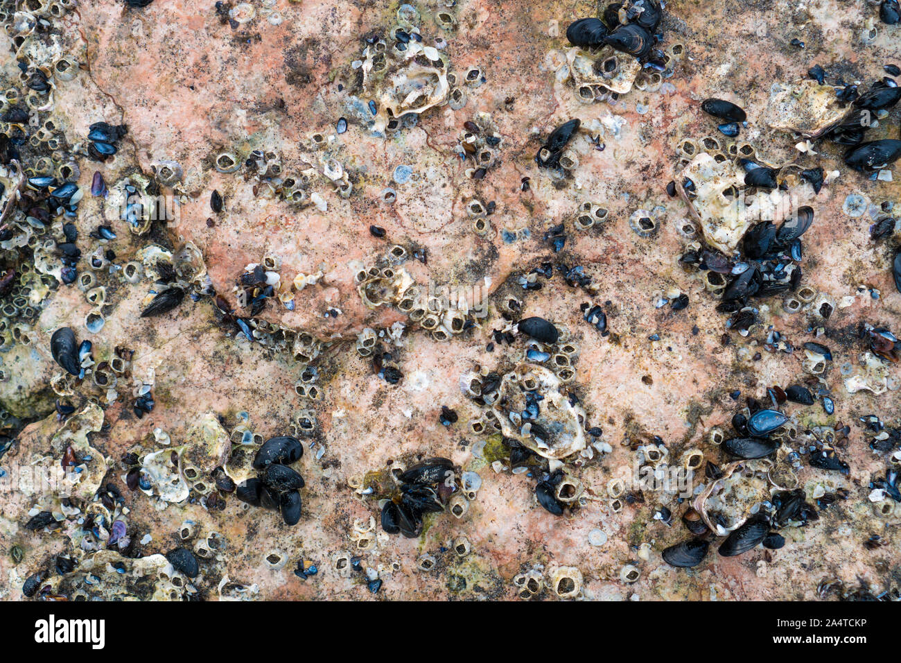 Community cluster hi-res stock photography and images - Alamy