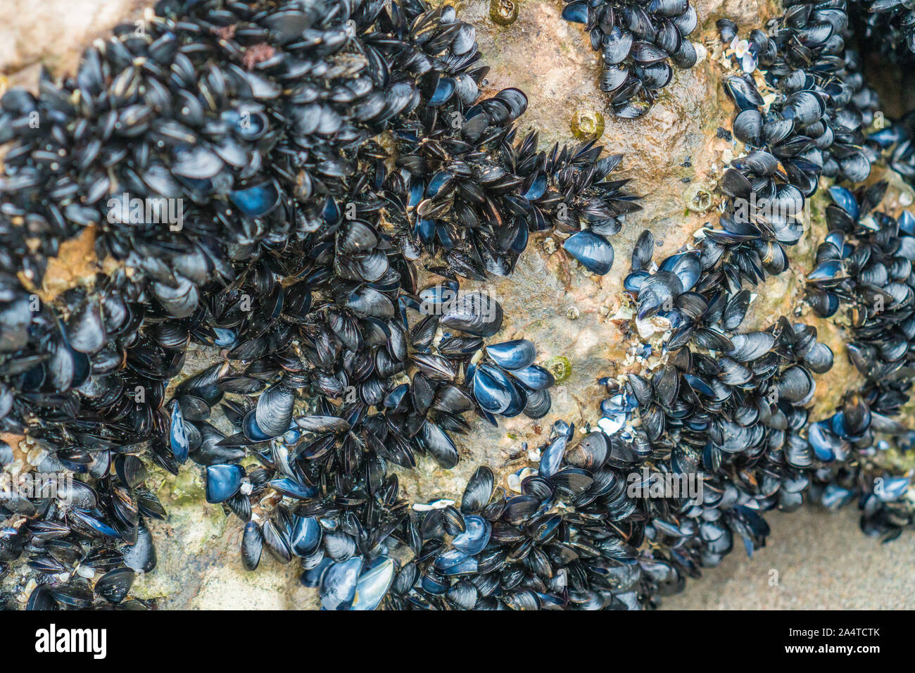 Cluster Of Shells Muscles