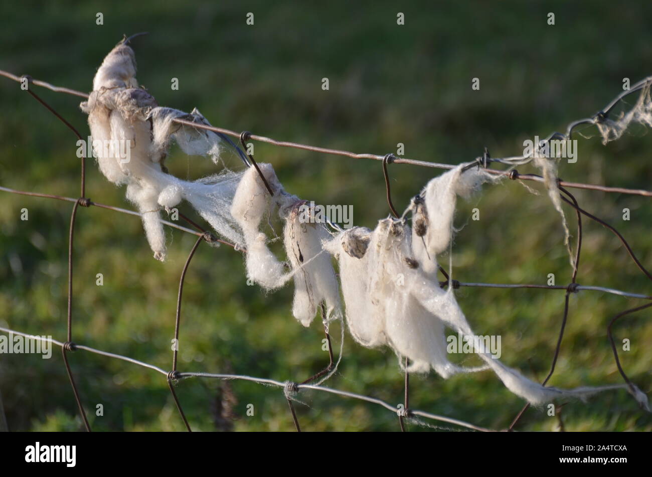Sheep's wool on wire Stock Photo - Alamy