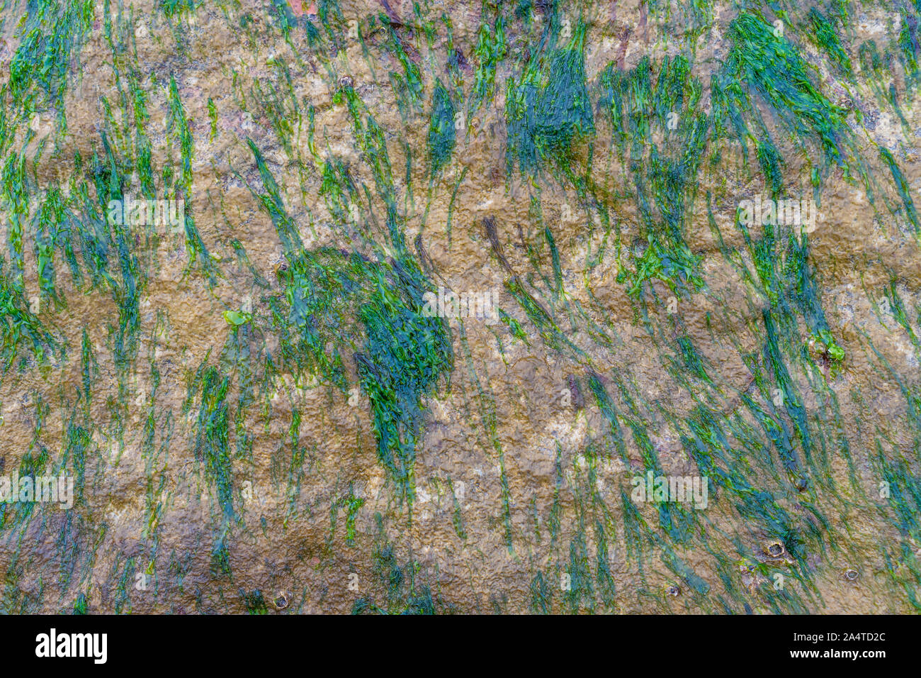 On wet rocks hi-res stock photography and images - Alamy