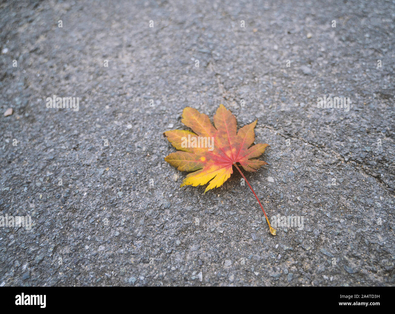 Fallen autumn leaf on asphalt Stock Photo - Alamy