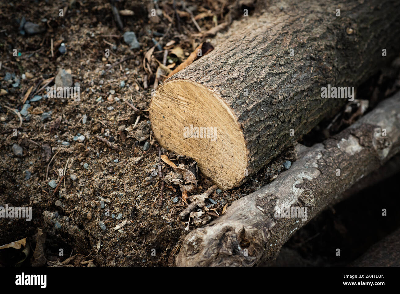 Log with annual rings hi-res stock photography and images - Alamy