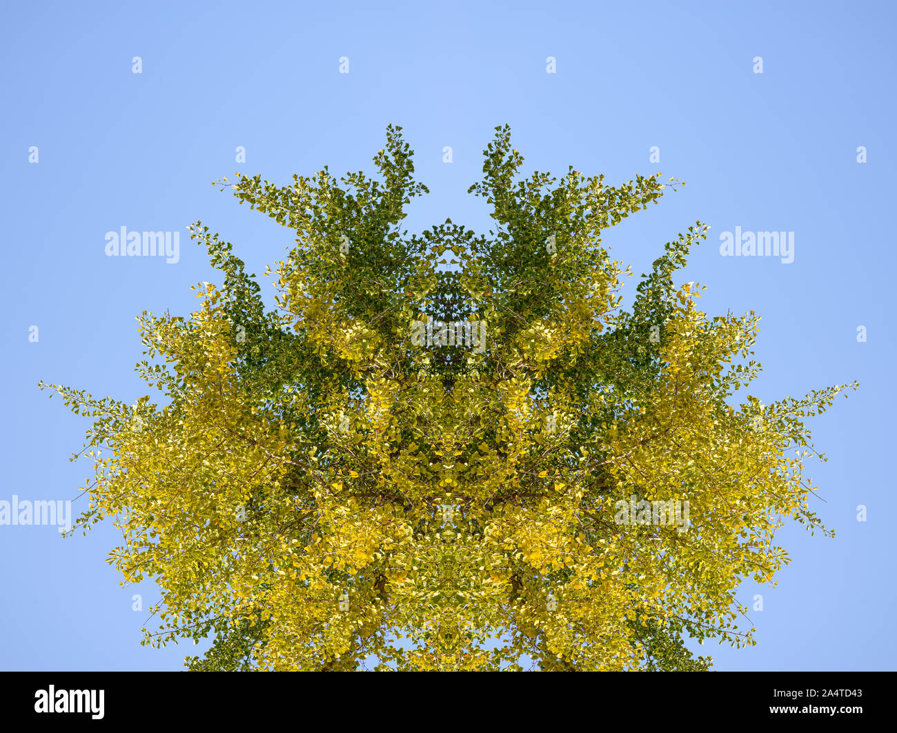 Tree branch silhouette - abstract symmetry background Stock Photo - Alamy