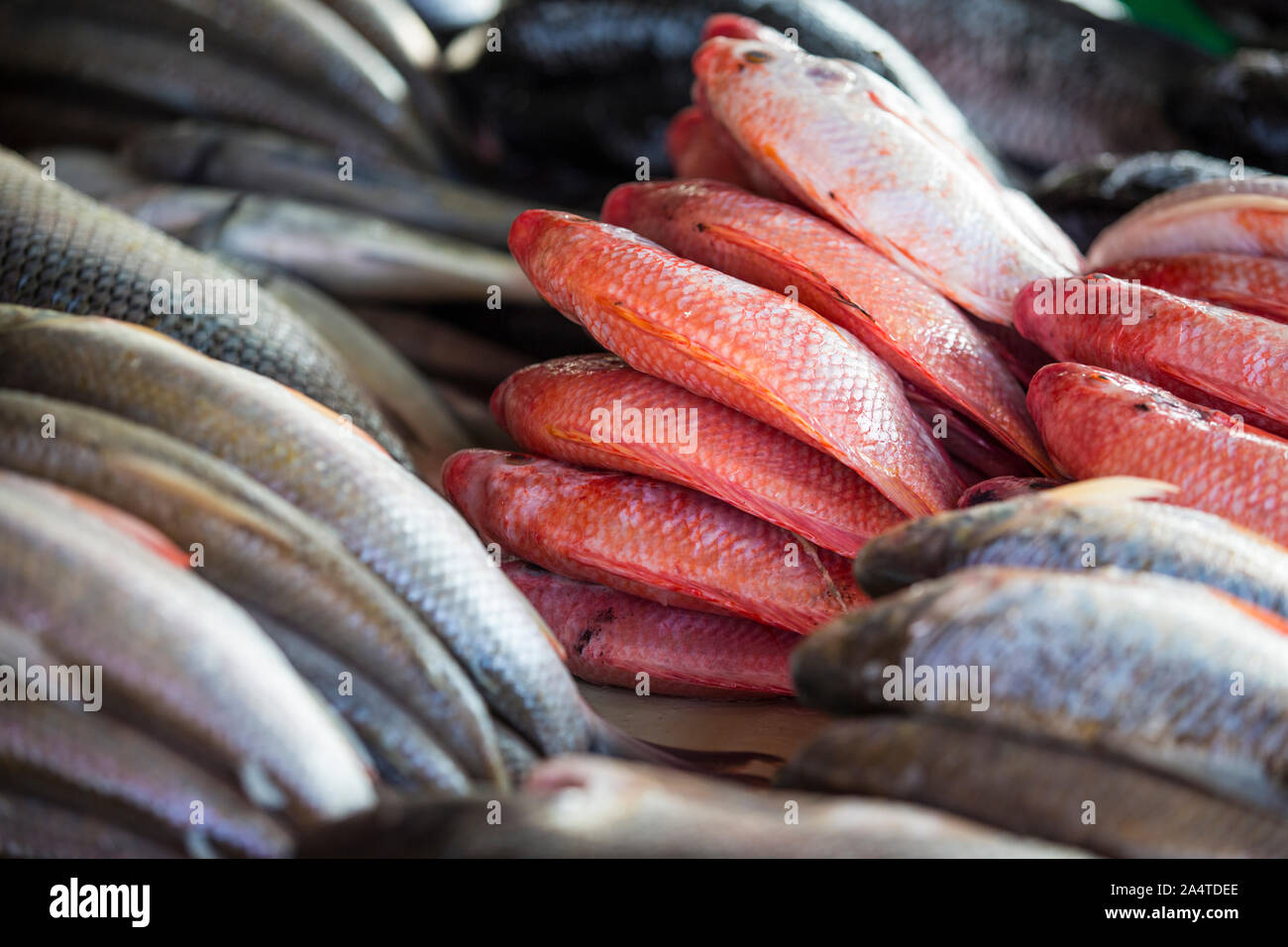 Bazurto Market in Cartagena de Indias, Colombia Stock Photo - Alamy