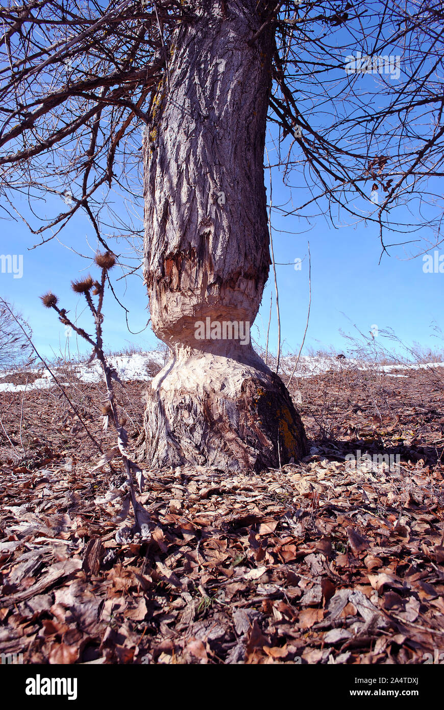 Poplar tree bitten by beavers, landscape with dry milk thistle growing ...