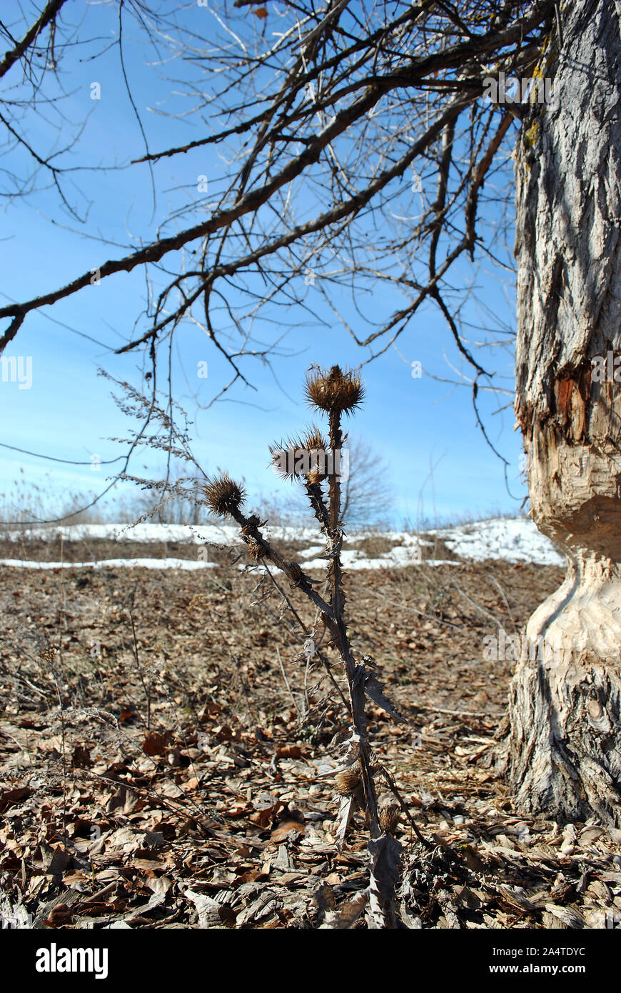 Poplar tree bitten by beavers, landscape with dry milk thistle growing ...