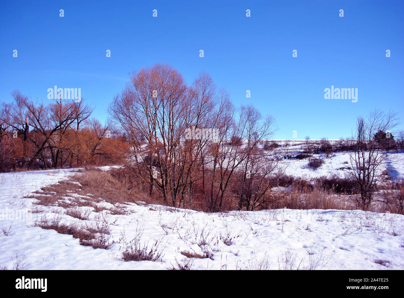 Willow trees without leaves on the hill covered with snow, winter ...