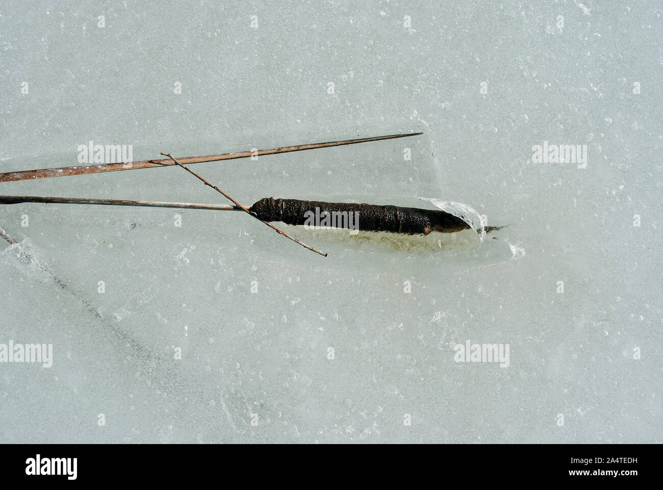 Dry brown reed on melting ice background, top view close up detail ...