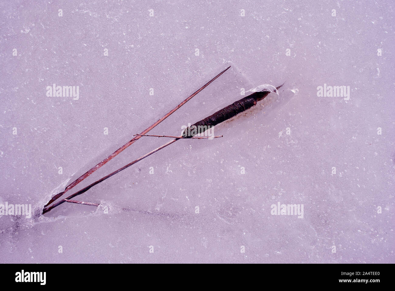 Dry brown reed on melting ice background, top view close up detail ...