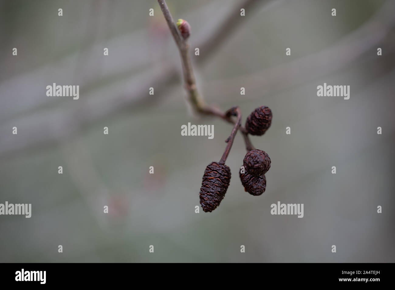 Closeup branch alder cones hi-res stock photography and images - Alamy