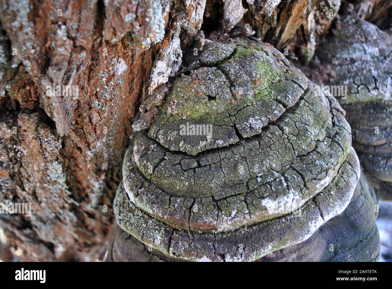 Fungus On Willow Tree High Resolution Stock Photography and Images - Alamy